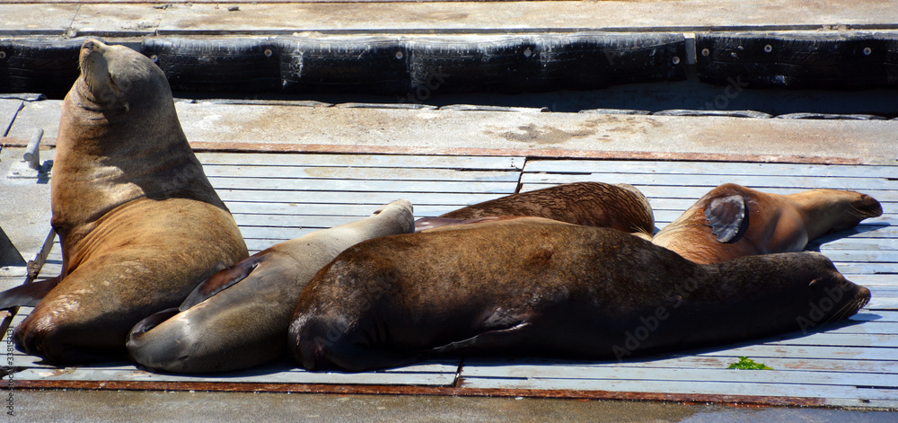 Sea Lion on harbor quay in Southern California USA. Sea lions are sea ...