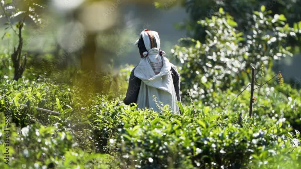 A Tamil tea picker working in the Tea plantations of Sri Lanka Stock ...