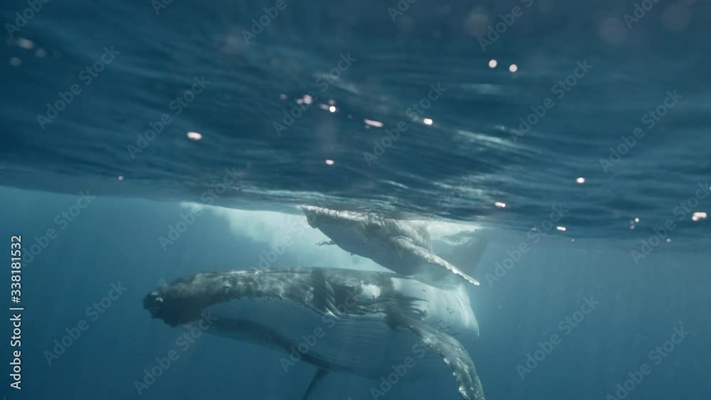 The whales turn around and swim past the underwater videographer. An ...