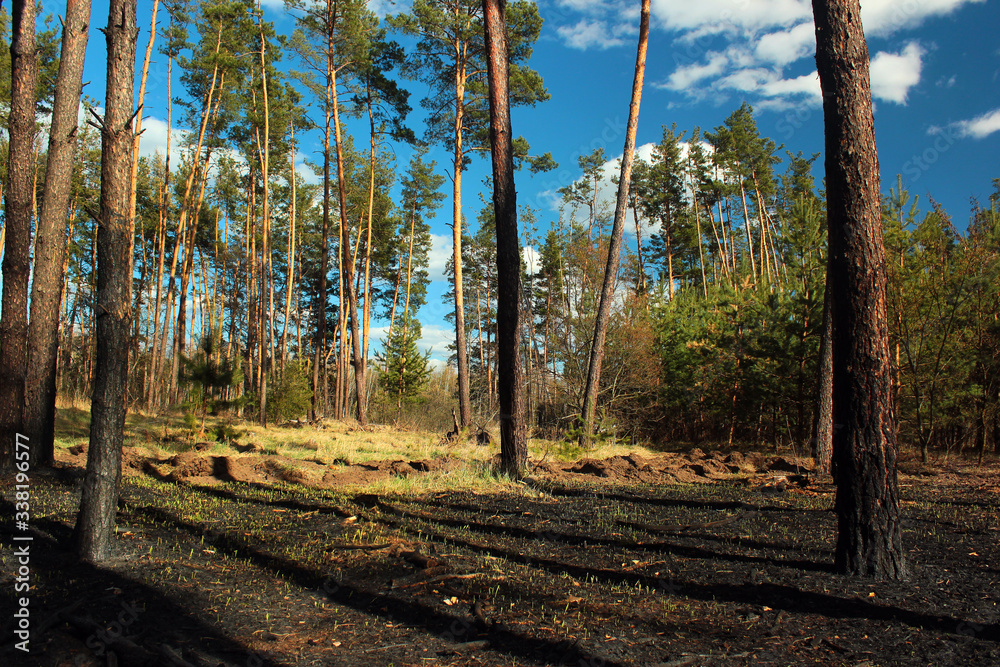 Burnt forest floor and pine tree trunks after a ground fire Stock Photo ...