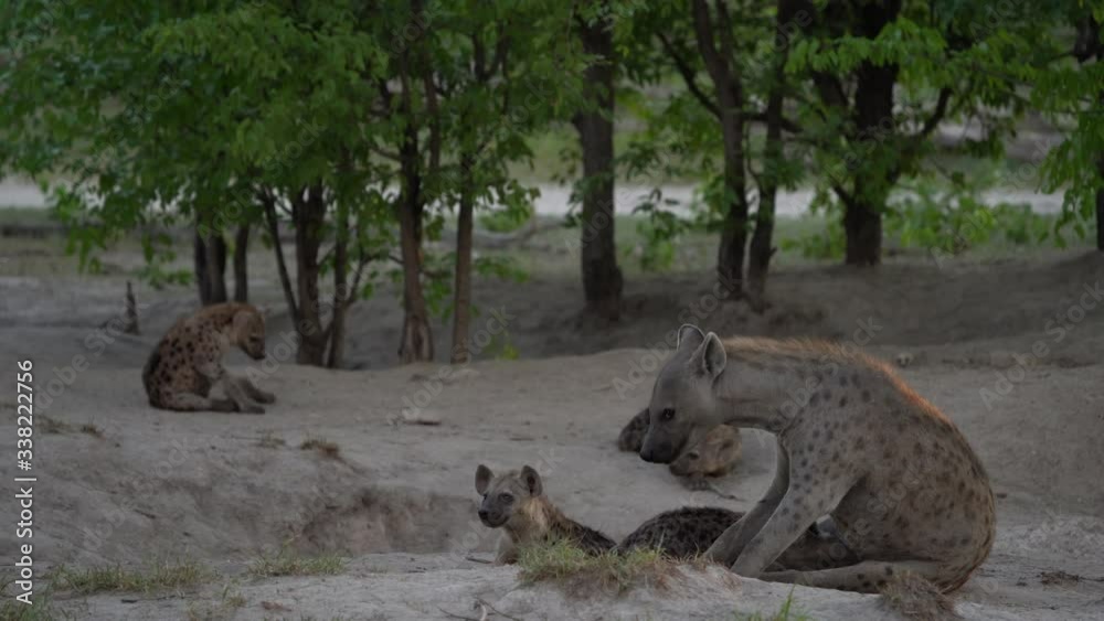 Hyena pack near the nesting hole, with young babes. Young hyena pup ...