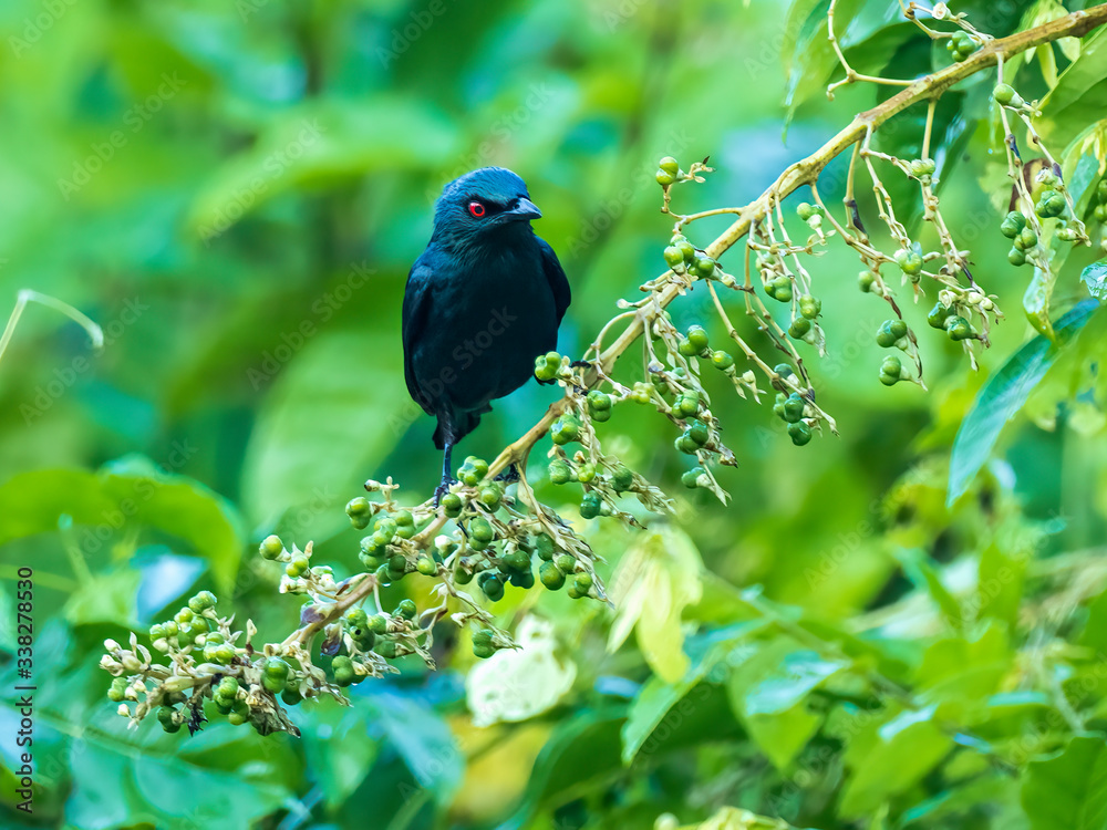 Asian Glossy Starling (Aplonis panayensis), also known as the ...