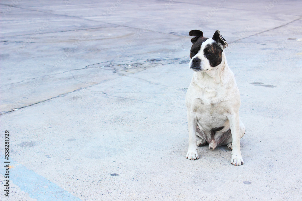 Guard dog with a torn ear a pooch a cross of a boxer with uncropped ...