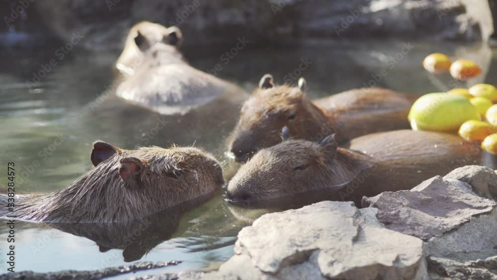 Closeup View Of Capybaras Bathing In The Hot Spring Water In Izu, Japan ...