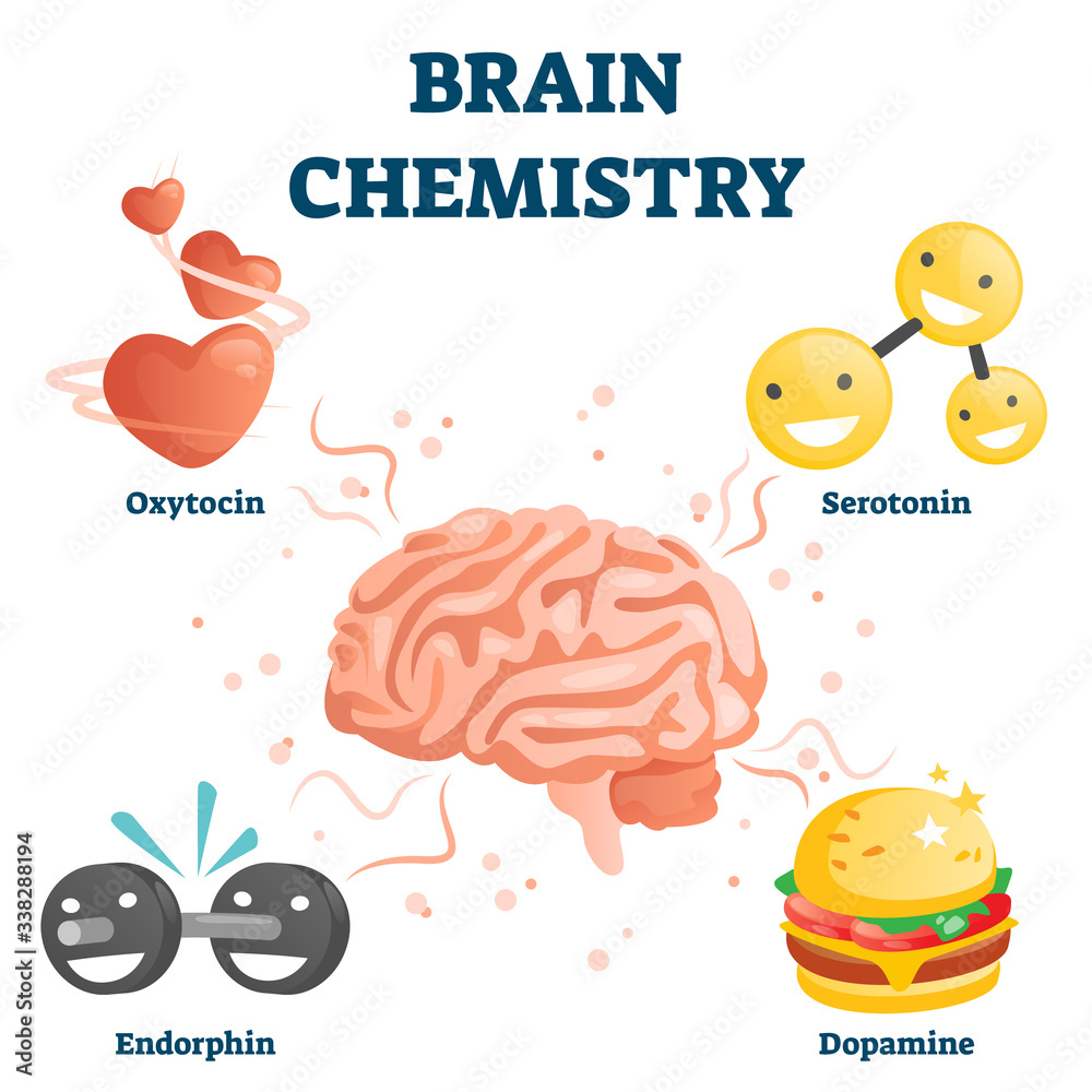 Brain chemistry vector illustration. Labeled happiness chemicals ...