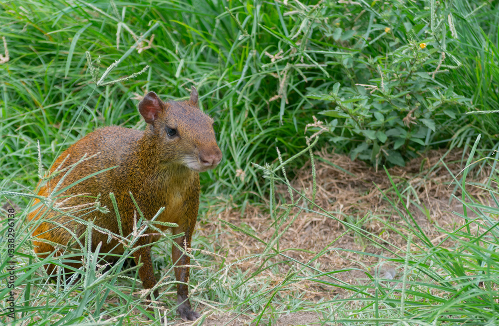 Agouti (Dasyprocta leporina) sitting on the grass in Campo do Santana ...