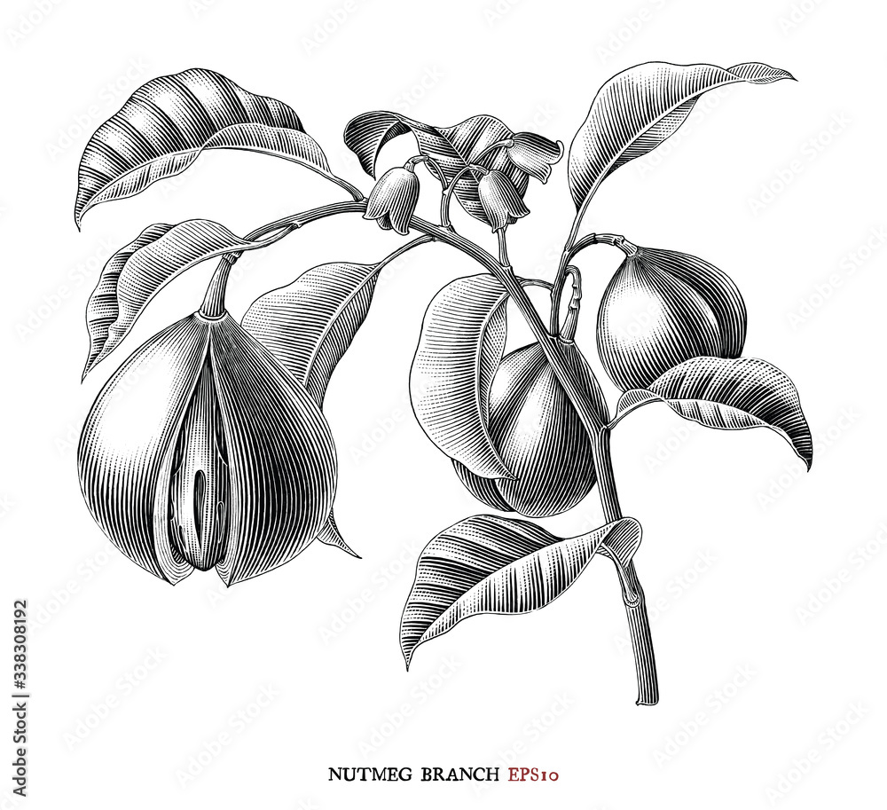 Nutmeg branch botanical drawing vintage style black and white clipart ...