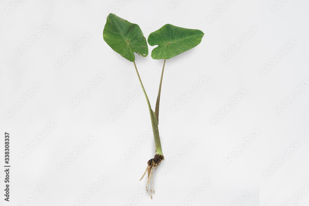 Full part of young taro plant isolated white background Stock Photo ...