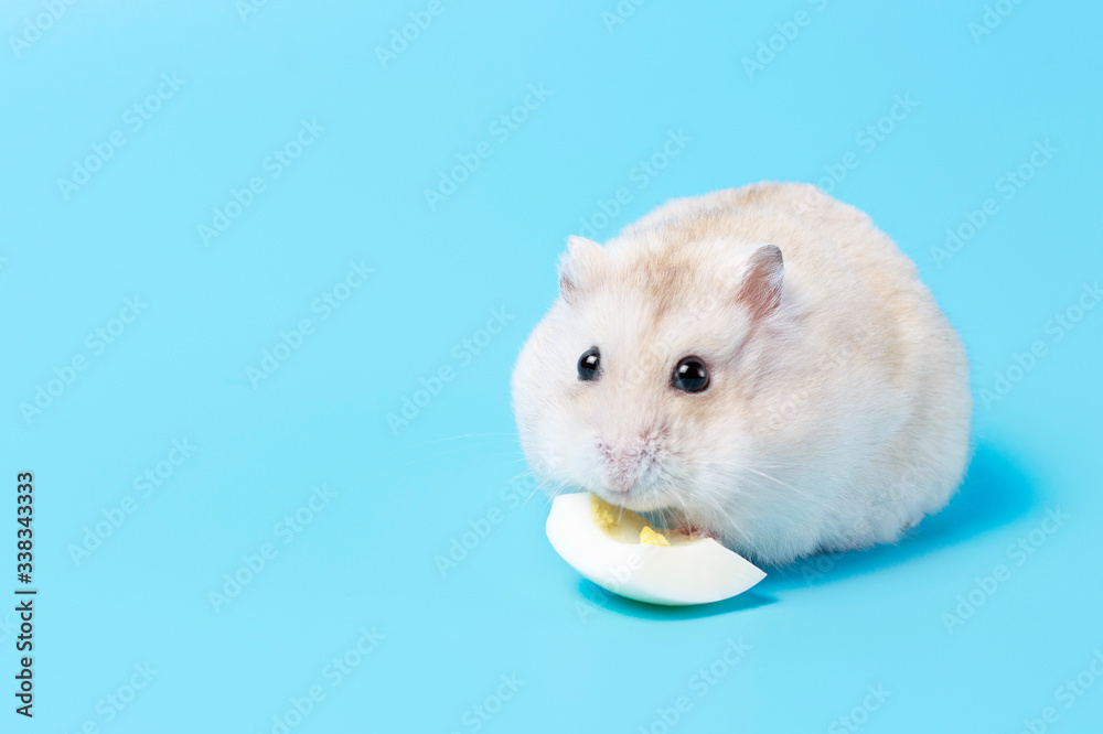 Blue Dwarf Hamster