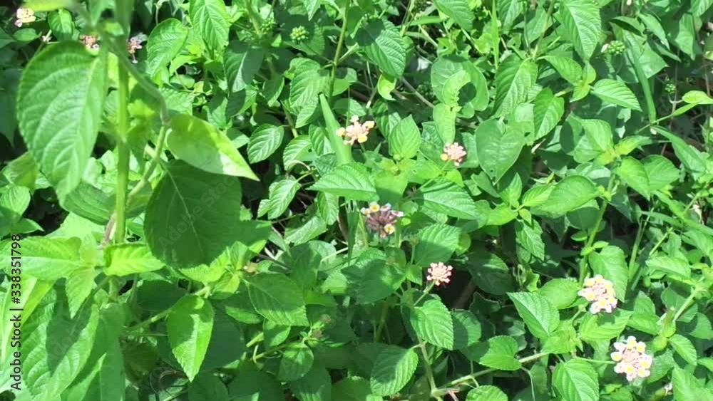 Lantana camara (common lantana, big sage, wild-sage, red sage, white ...