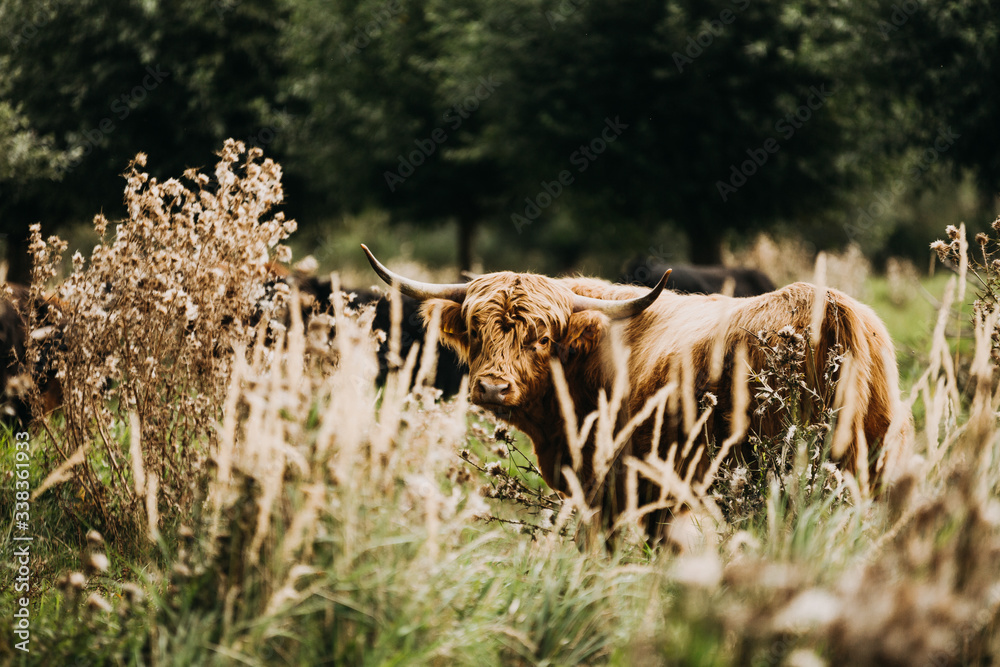 Schottisches Hochlandrind, Highland Cattle, Welsh Black, Hereford Stock ...