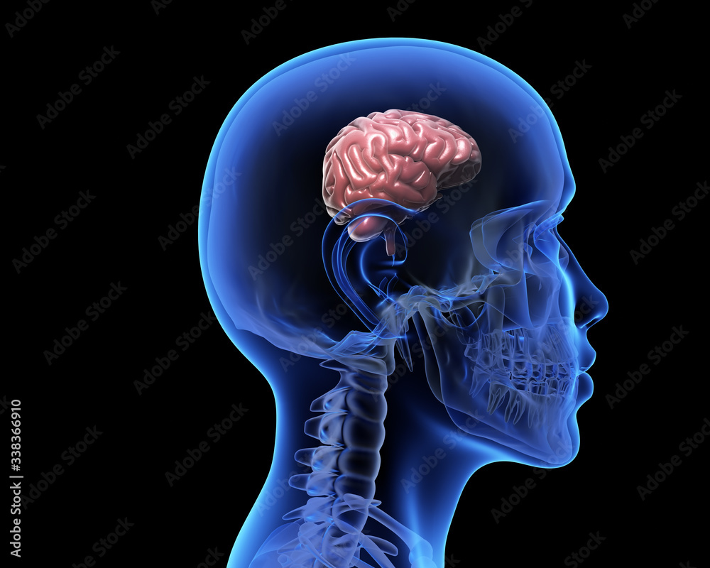 Human skull with a small brain inside. Illustration Stock | Adobe Stock