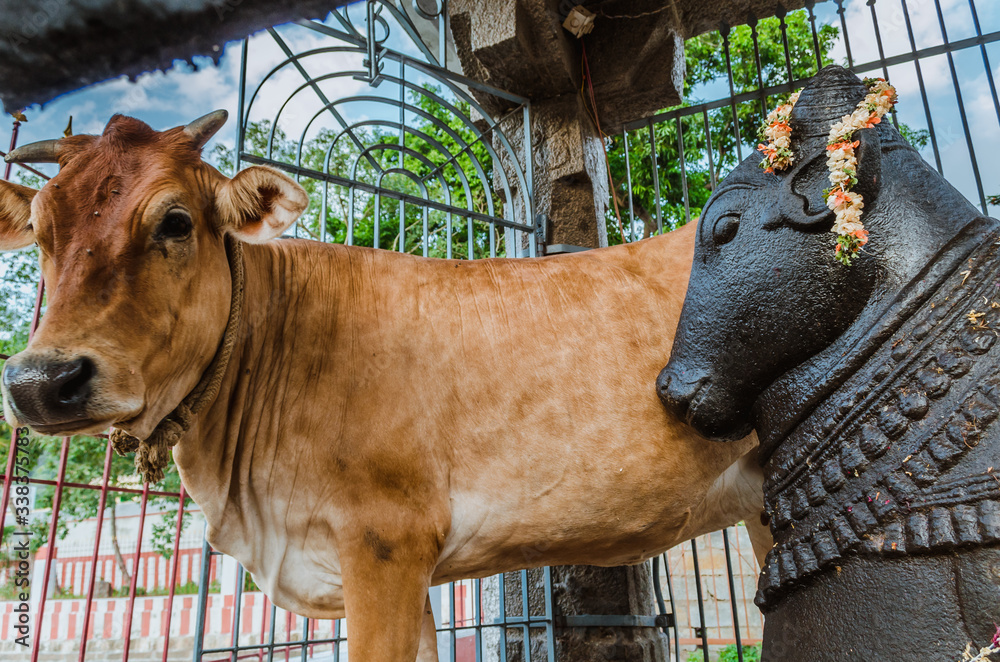 Holy cow standing in front of Nandhi (Lord Shiva Chariot) statue in a ...