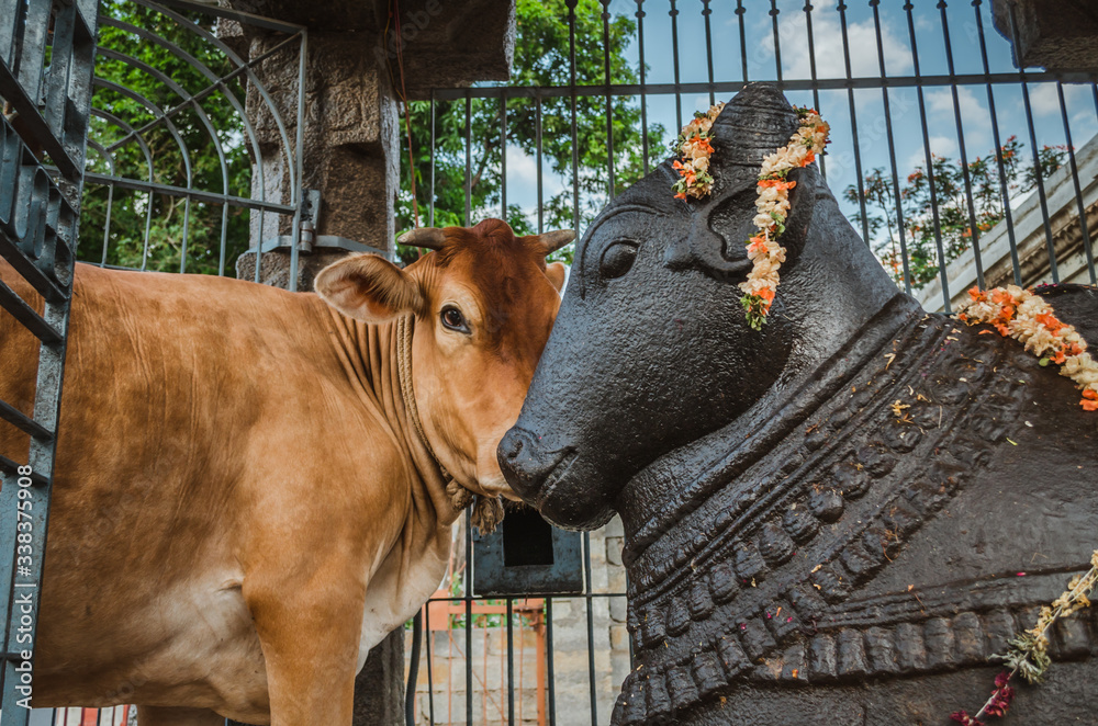 Holy cow standing in front of Nandhi (Lord Shiva Chariot) statue in a ...