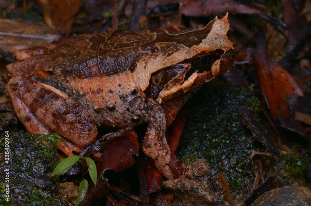 Foto de image of a Kinabalu Horned Frog from Borneo - Megophrys ...
