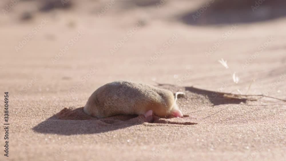 A golden mole burying into the red sand dunes of the Namib Desert ...