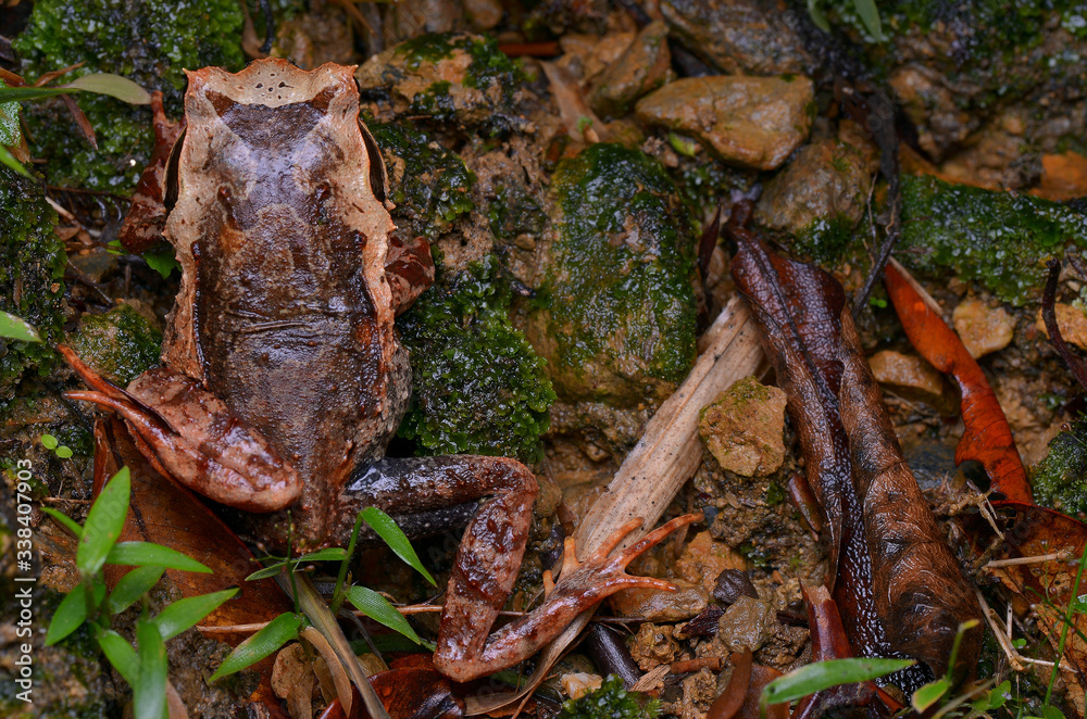image of a Kinabalu Horned Frog from Borneo - Megophrys baluensis Stock ...