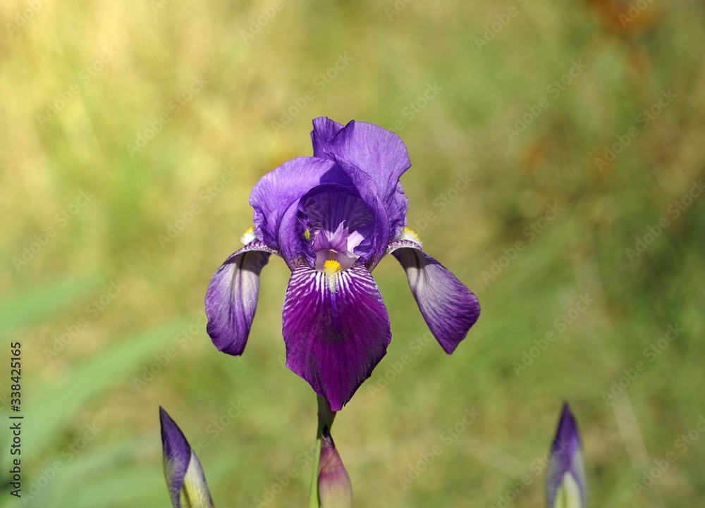 National Flower Of Croatia | Best Flower Site