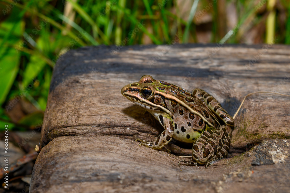 northern leopard frog, aka meadow frog, in marshland at Presqu'ile ...
