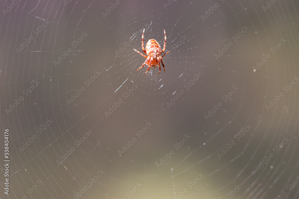 Spinne Stock Photo | Adobe Stock