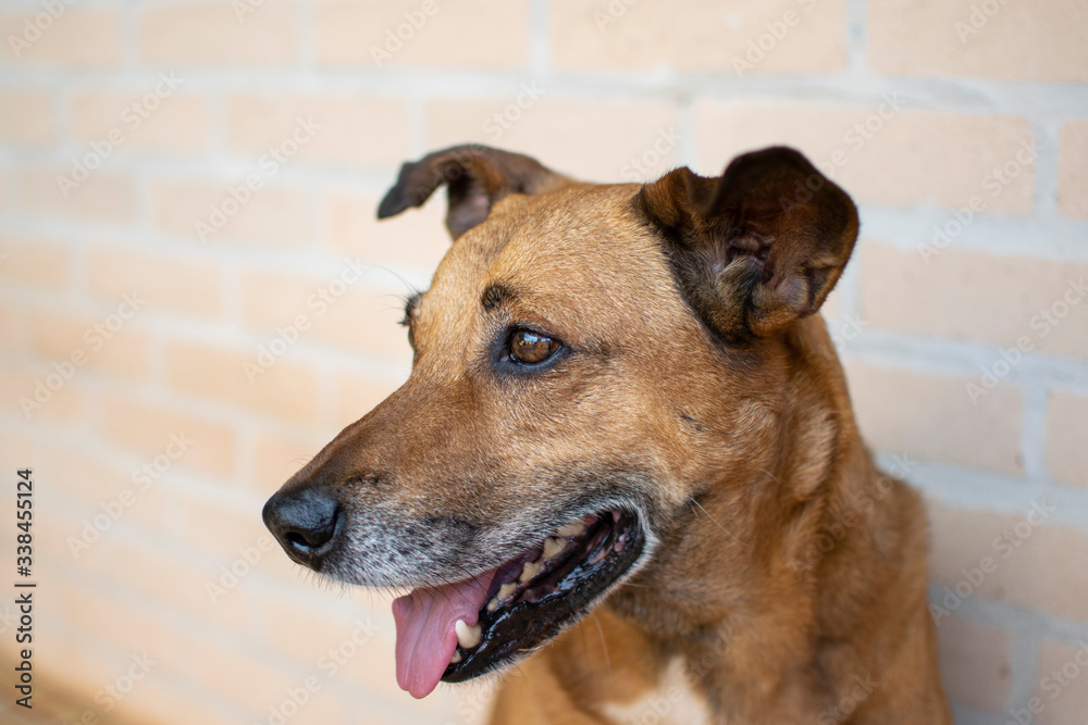 Vira lata caramelo, dog looking closely, showing tongue Stock Photo ...