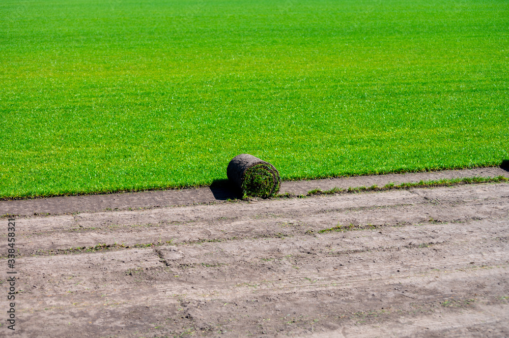 Field with high-quality, multi-purpose ryegrass or fescue turf for ...