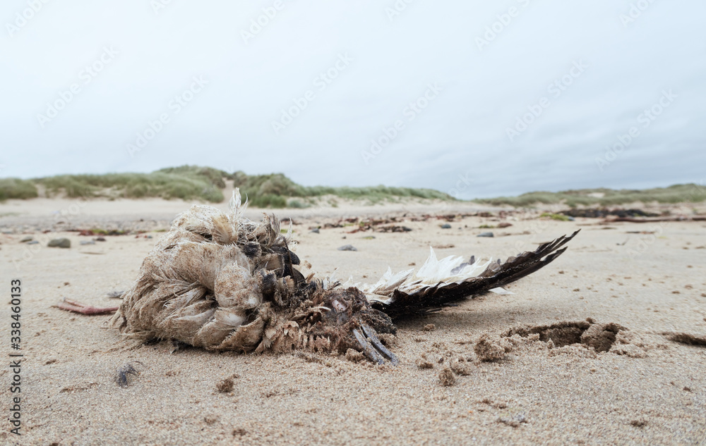 A big dead seagull bird washed up on a polluted beach, after an oil ...