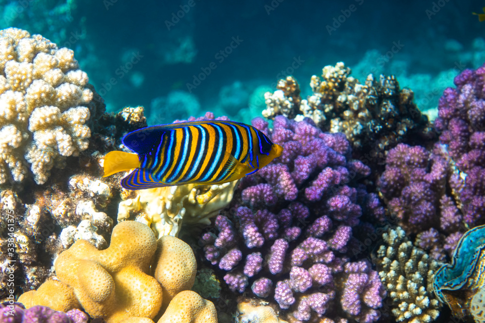 Royal Angelfish (regal angelfish) in a coral reef, Red Sea, Egypt ...