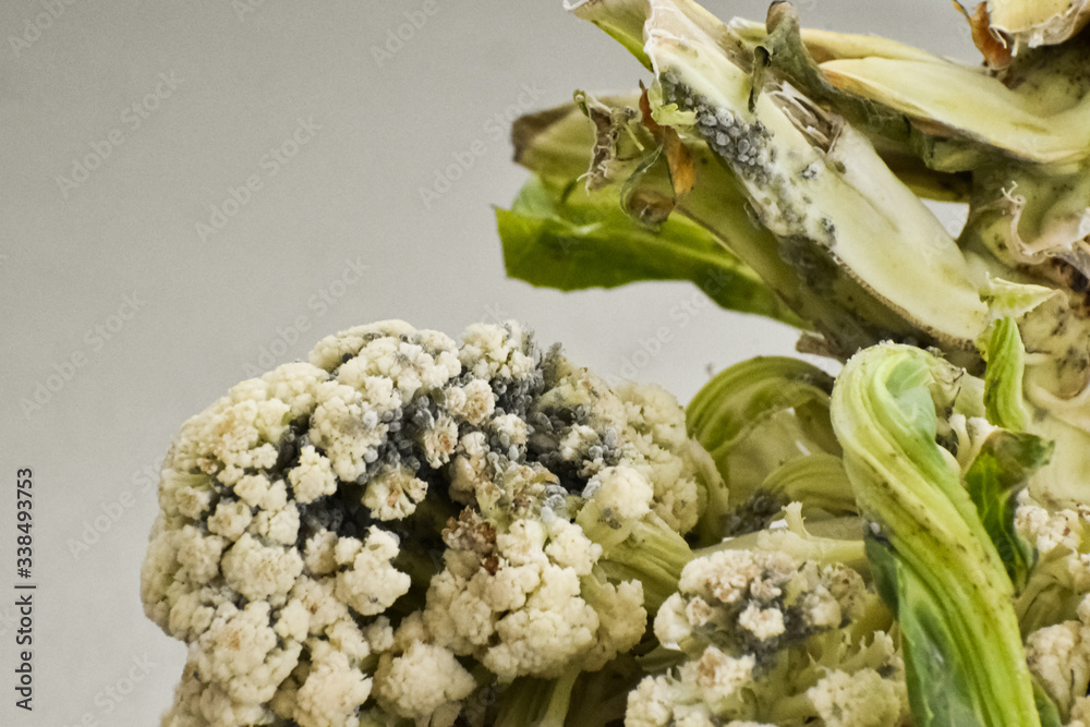 White cauliflower head infested with small insects. Rotten cauliflower ...