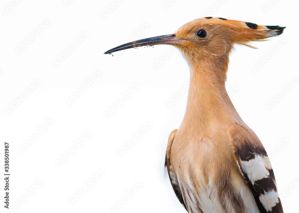 Hoopoe Beak