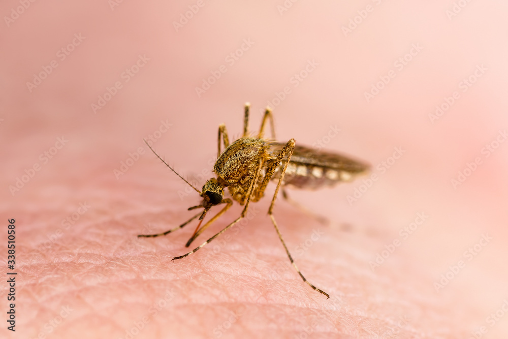 Dangerous Yellow Fever Infected Mosquito Skin Bite. Leishmaniasis ...
