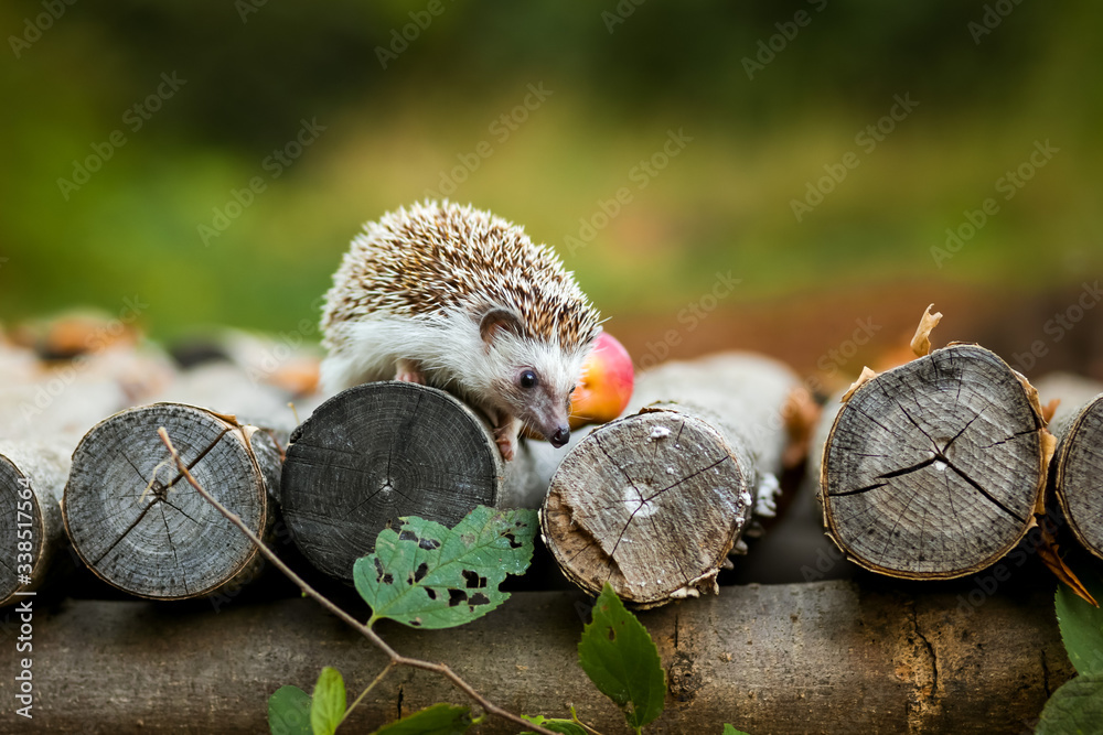 Hedgehog climbing over a log Stock Photo | Adobe Stock