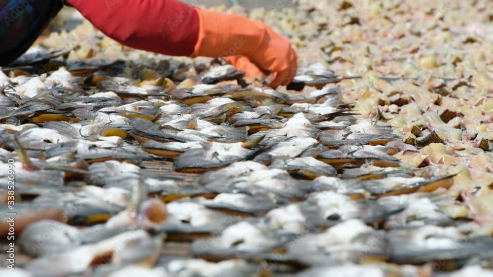 Solar Fish Drying at Holly Brough blog