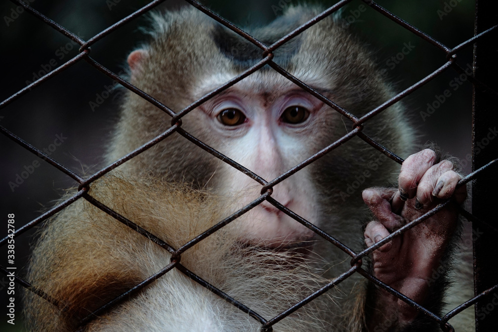 cute monkey looking outside of a zoo cage looking at the visitors and ...