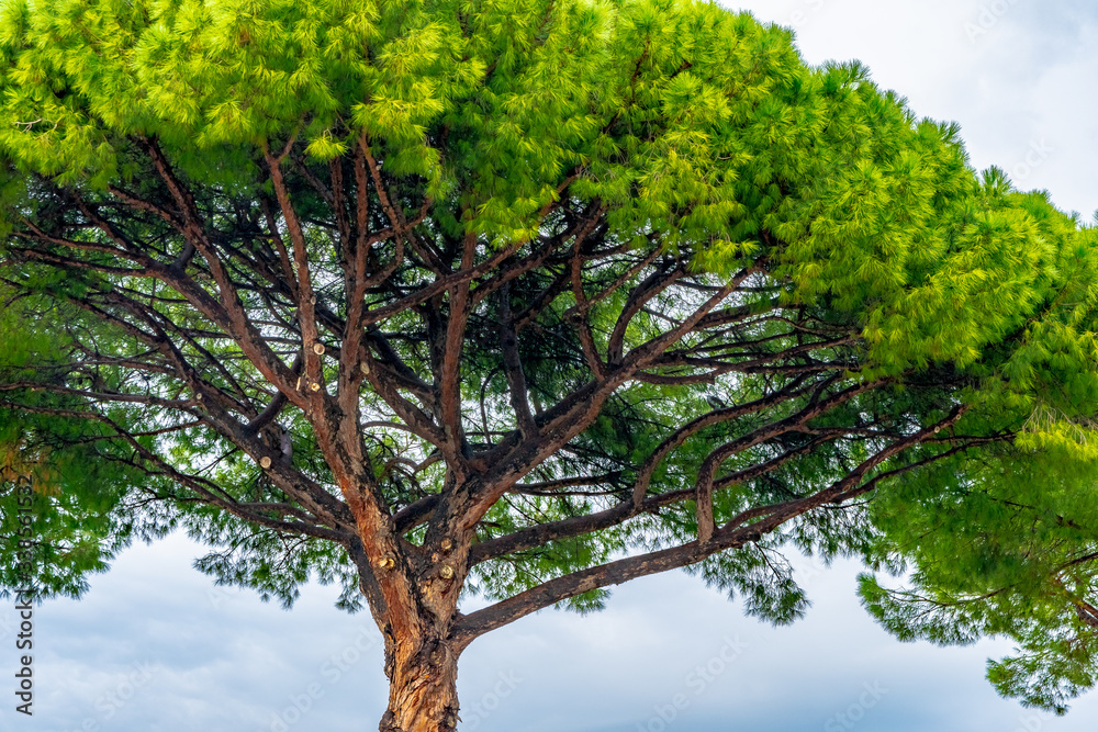 Rome, Italy. Italian Stone Pines/ Pinus Pinea/ Umbrella Pines/ Parasol ...