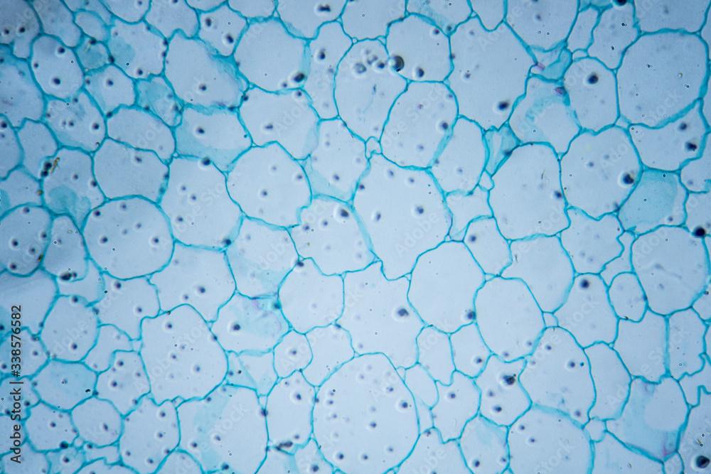 Microscopic image of sunflower stem (cross-section) Stock Photo | Adobe ...