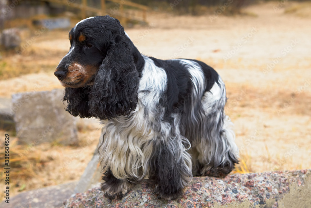 On the stone is an English Cocker Spaniel. Color blue-roan. Smart ...
