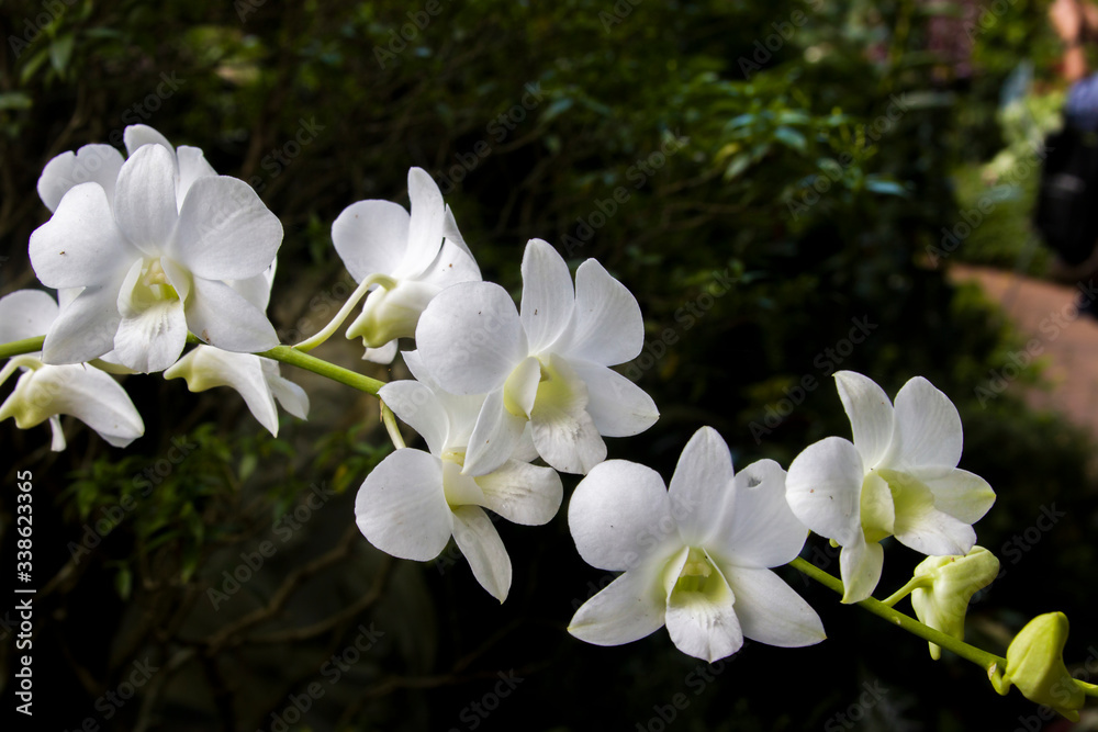 Fotografia do Stock: Dendrobium Memoria Princess Diana (Dendrobium ...