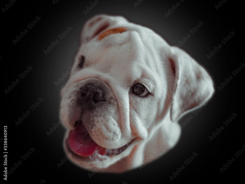 Cara bulldog png Stock Photo | Adobe Stock