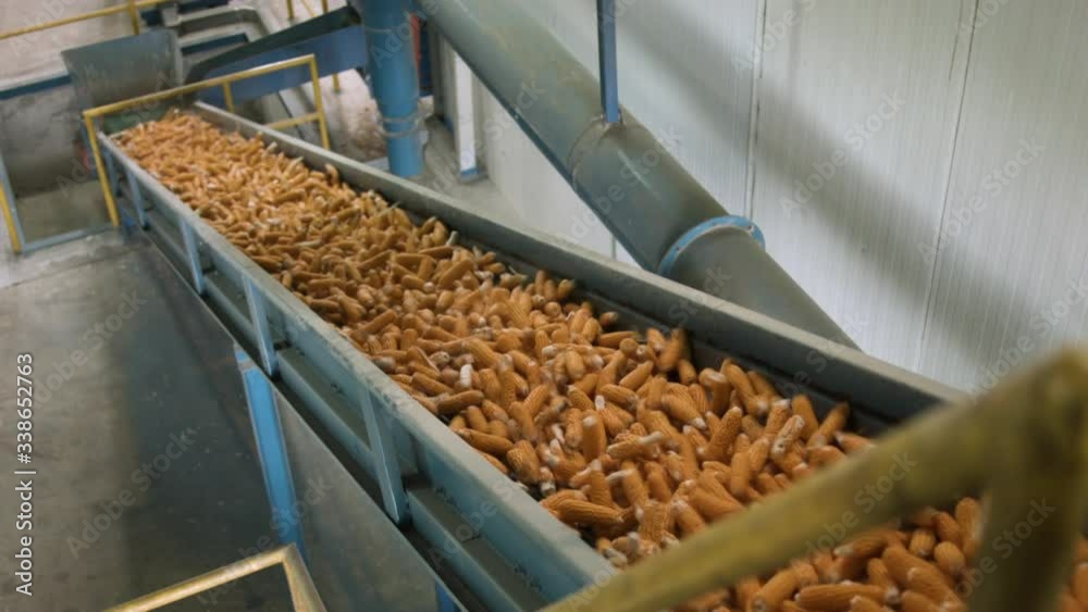Ears of corn moving up the inclined belt conveyor at a factory in ...