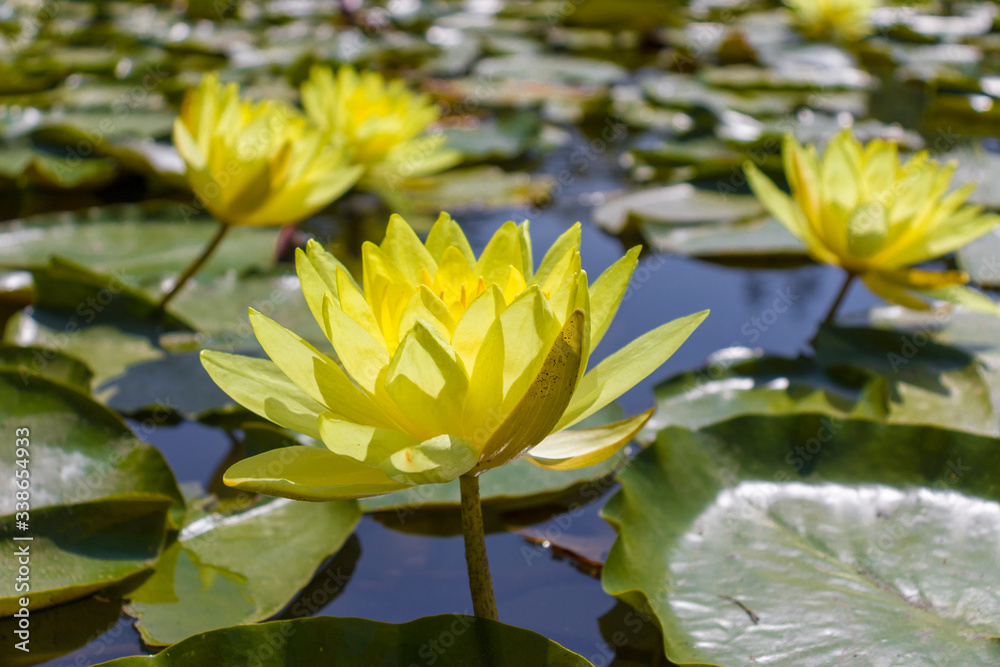 yellow water lily Stock Photo | Adobe Stock