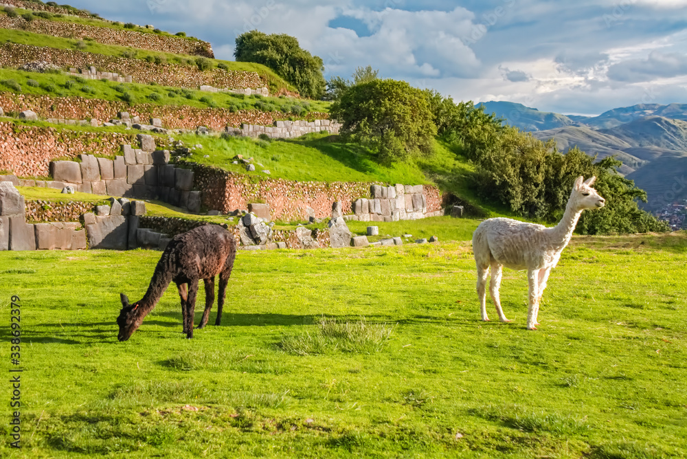 Llamas and alpacas at Sacsayhuaman, incas ruins in the peruvian Andes ...