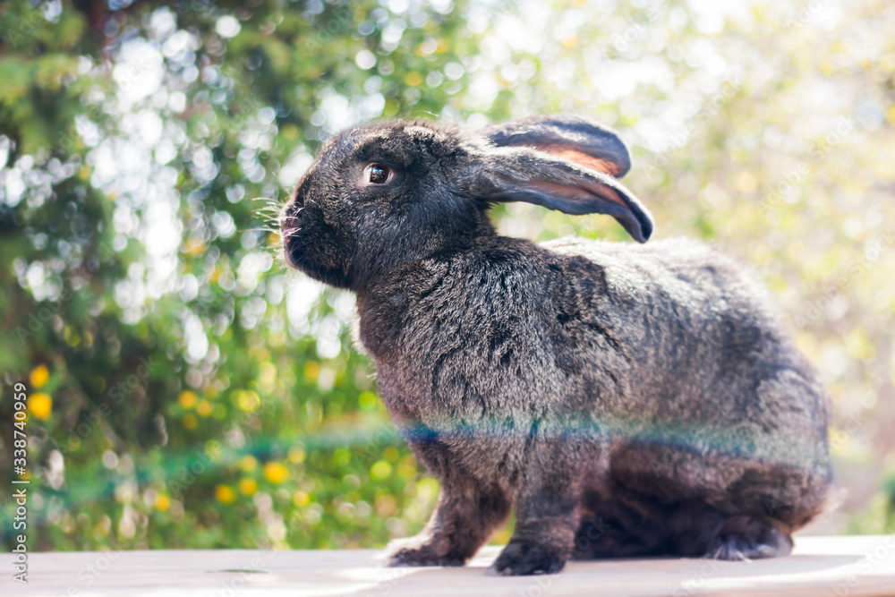 Black Flemish Giant Rabbit