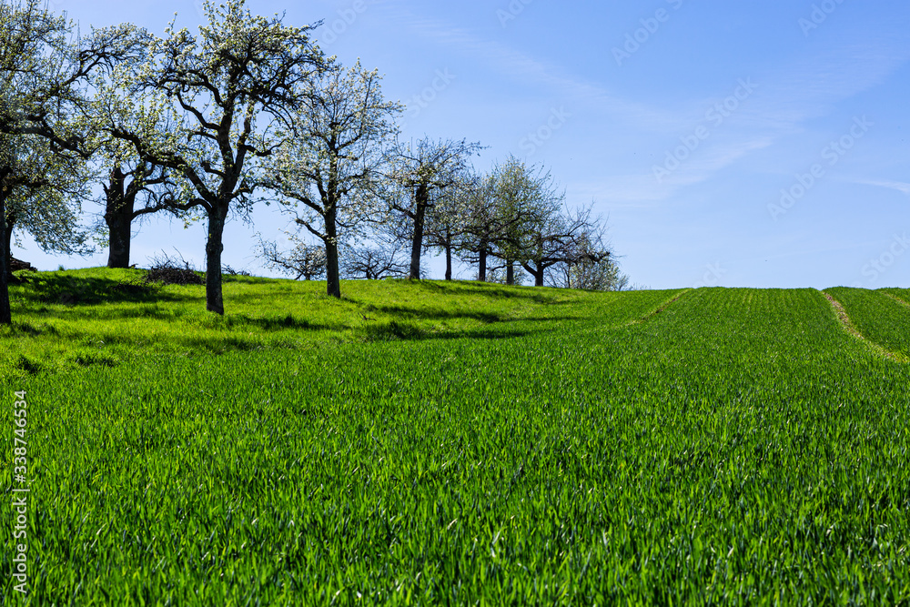 Plakat Sad jablkowy na zboczu. Pole ze zbozem. Wiosna w sadzie i ...