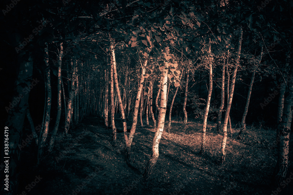 Mystical horror scary abstract forest to halloween. Clumsy dirty trees ...
