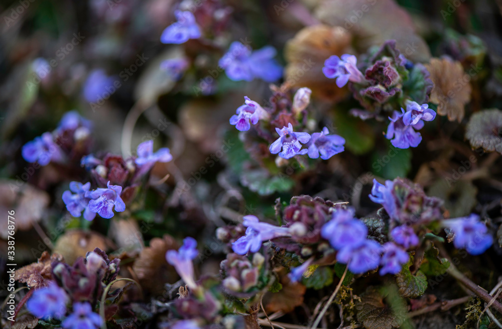 Glechoma hederacea. Nepeta glechoma Benth., Nepeta hederacea is an ...