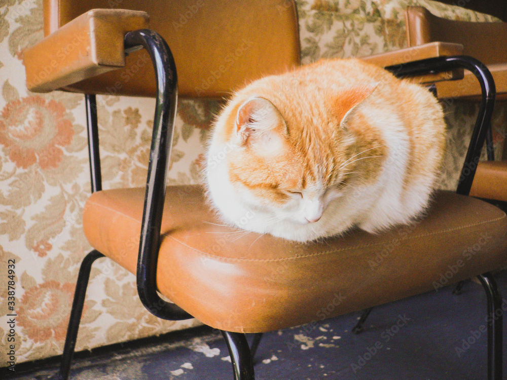 Foto de Chat roux endormi en boule sur une vieille chaise do Stock ...