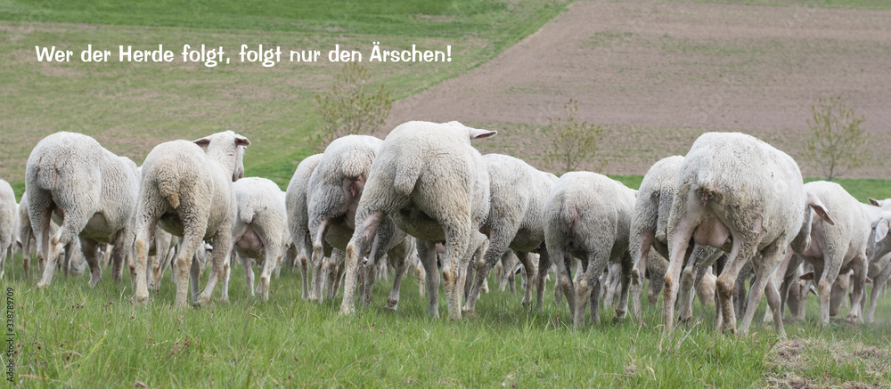 Herdentrieb, Wer der Herde folgt, folgt nur den Ärschen Stock Photo ...