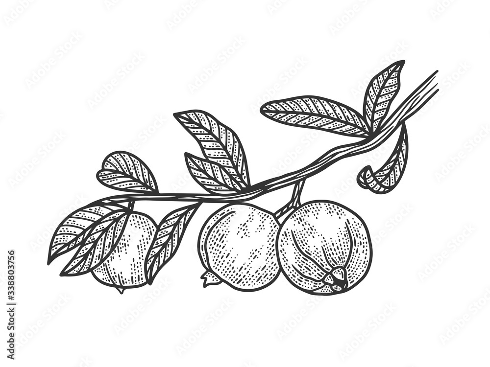 Guava Tree Drawing