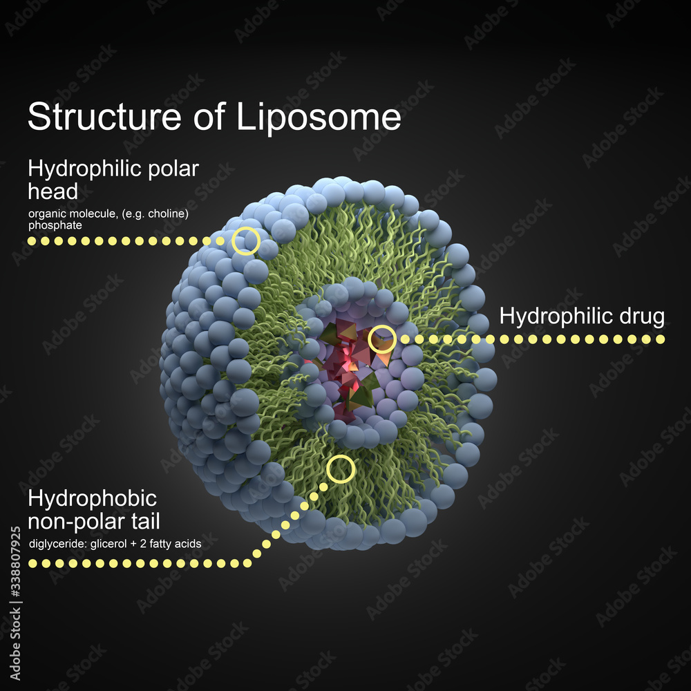 Structure of liposome Stock Illustration | Adobe Stock